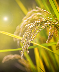 BASIOT重庆倍阿斯节能科技有限责任公司